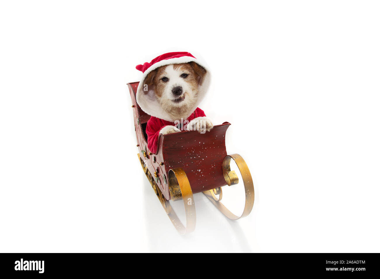santa claus dog costume inside a sleigh at Christmas holidays with ...