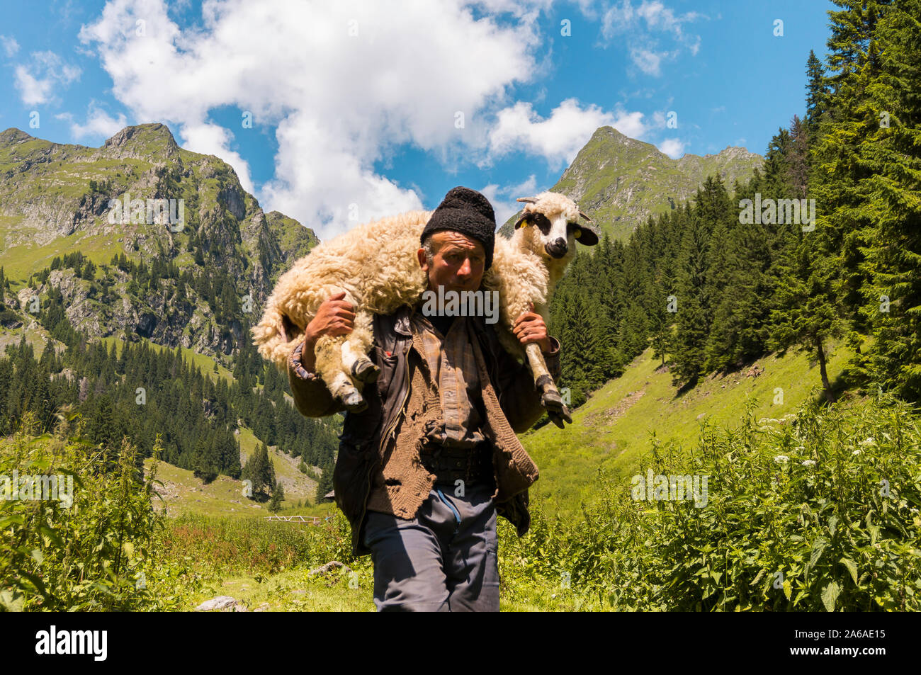 Amazing portret of Mountain Shepherd in Carpathian Mountains Stock ...