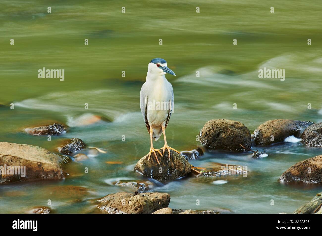 Black-crowned night heron (Nycticorax nycticorax), standing on a stone ...