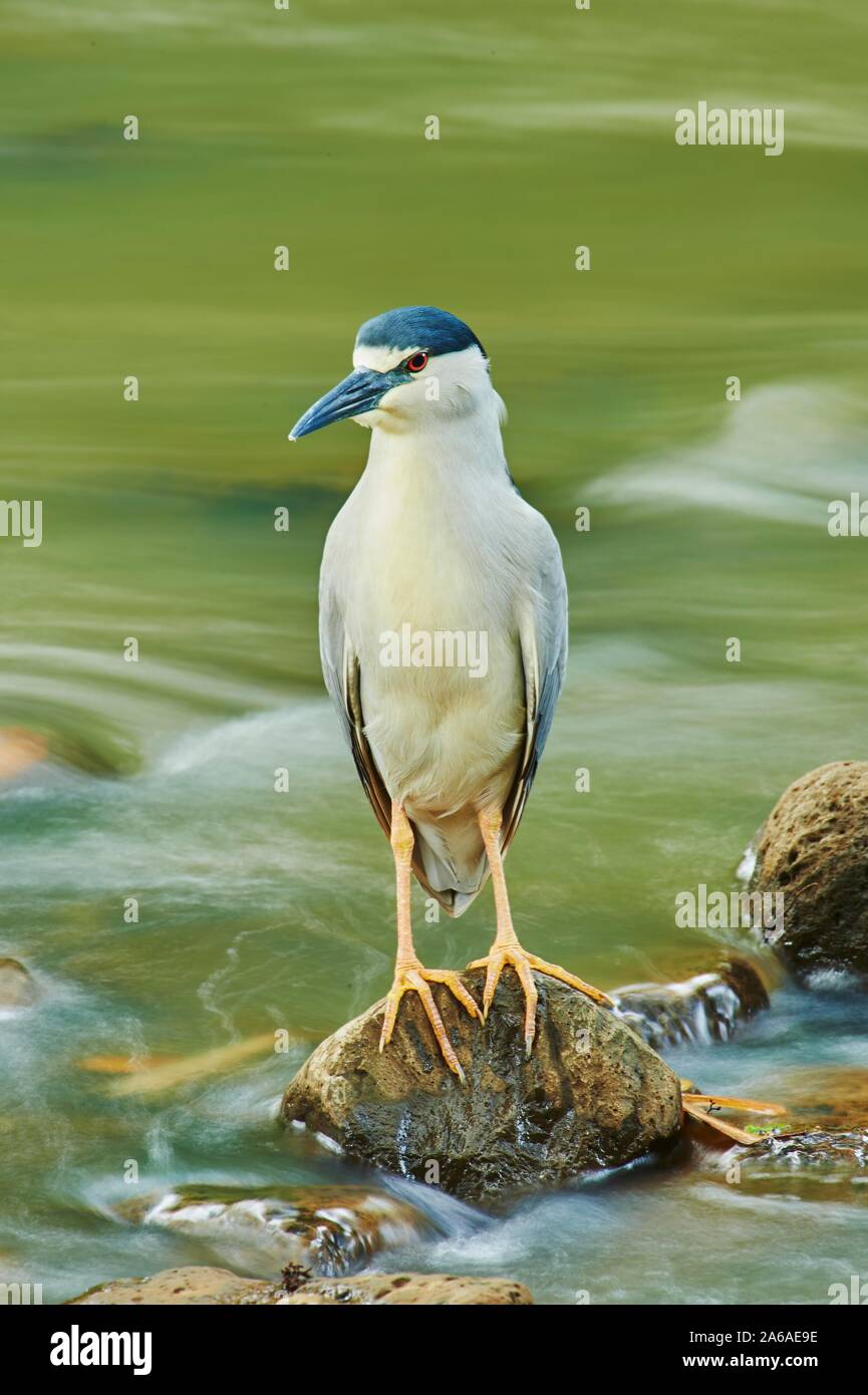 Black-crowned night heron (Nycticorax nycticorax), standing on a stone ...