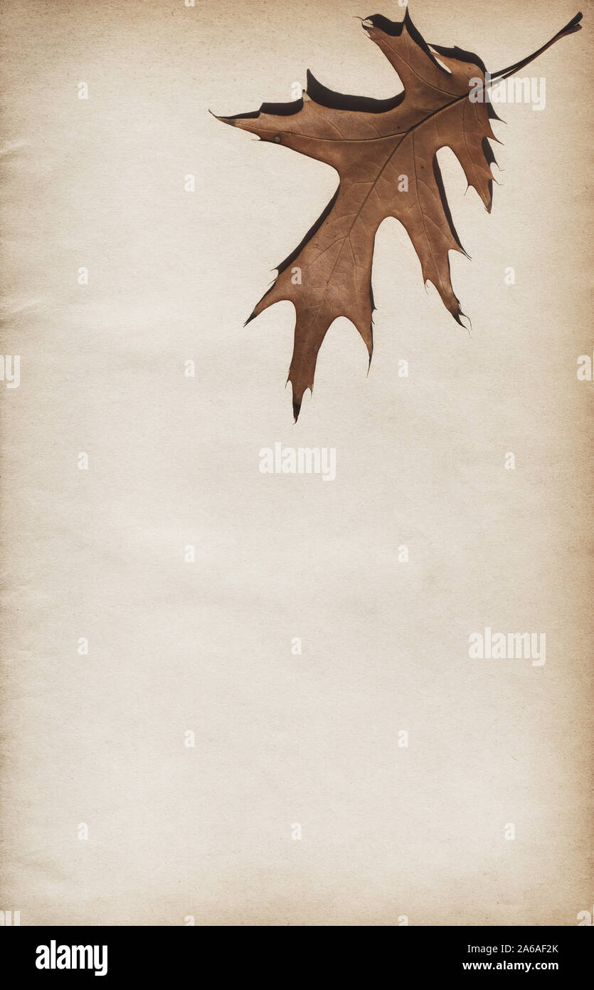 Autumn blank paper page with dry maple leaf, top view background with ...