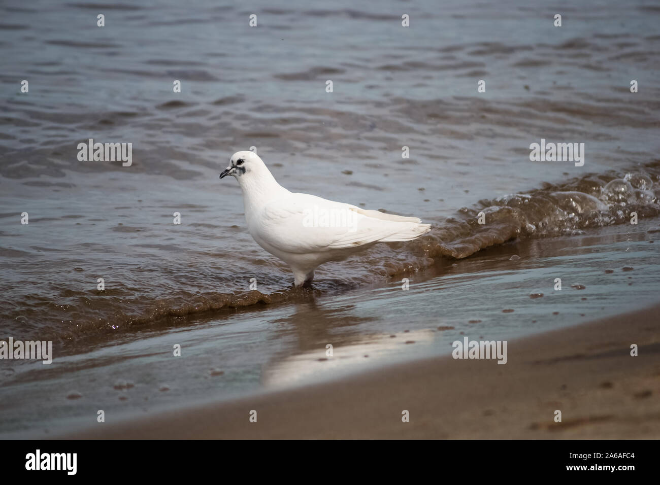 White dove in flight water hi-res stock photography and images - Alamy