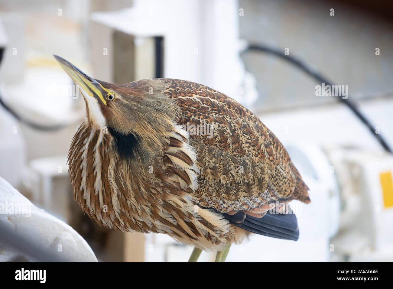 Bittern beak eyes hi-res stock photography and images - Alamy