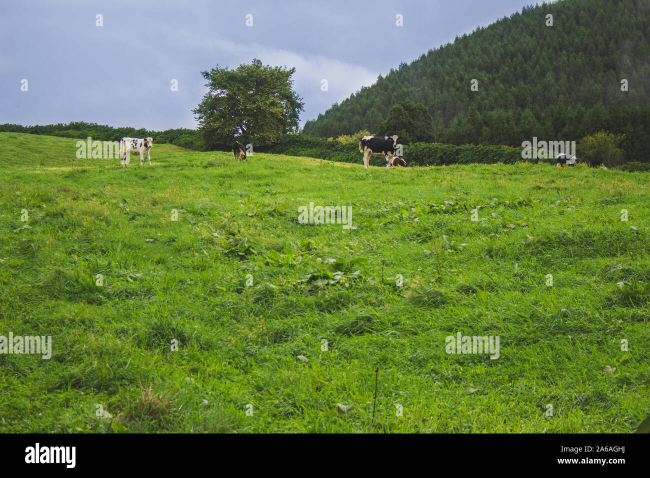 cows on farm land on Sao Miguel Island, Azores, Portugal Stock Photo ...