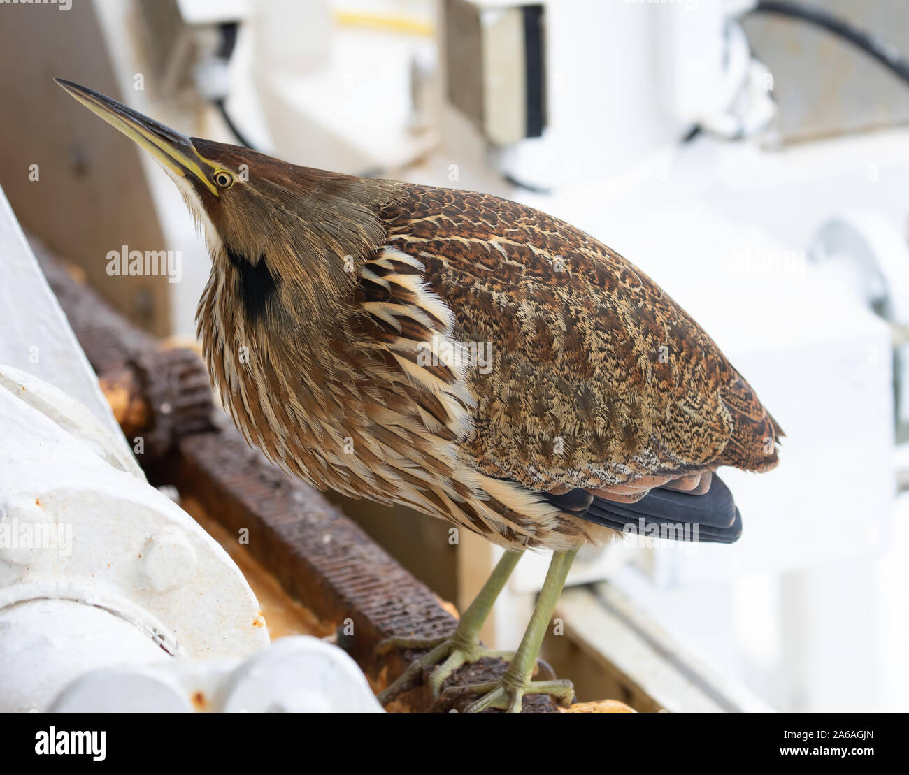 Species american bittern hi-res stock photography and images - Alamy