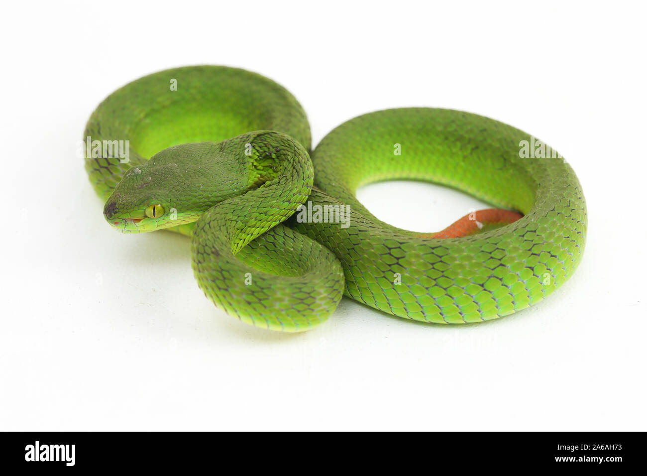 Trimeresurus albolabris, the white-lipped pit viper, is a venomous pit ...