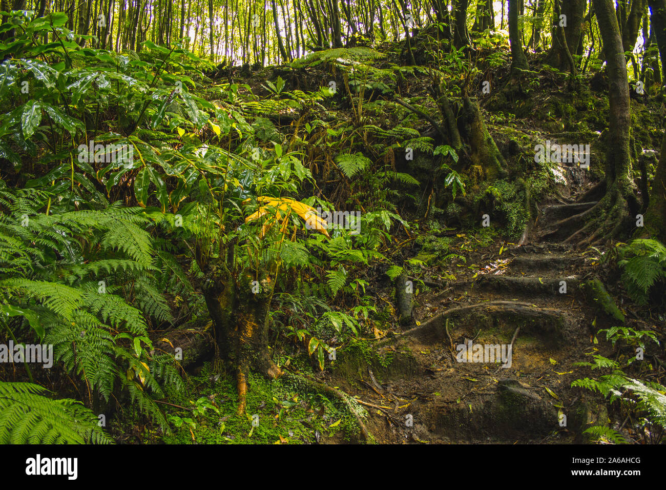 Tropical rainforest on the island of Sao Miguel, Azores, Portugal Stock ...