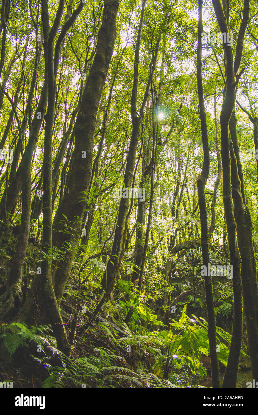 Tropical rainforest on the island of Sao Miguel, Azores, Portugal Stock ...