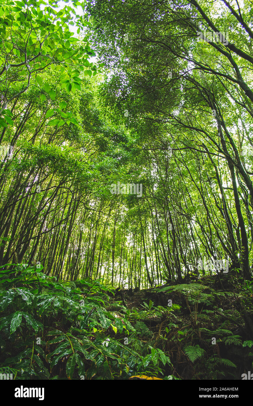 Tropical rainforest on the island of Sao Miguel, Azores, Portugal Stock ...