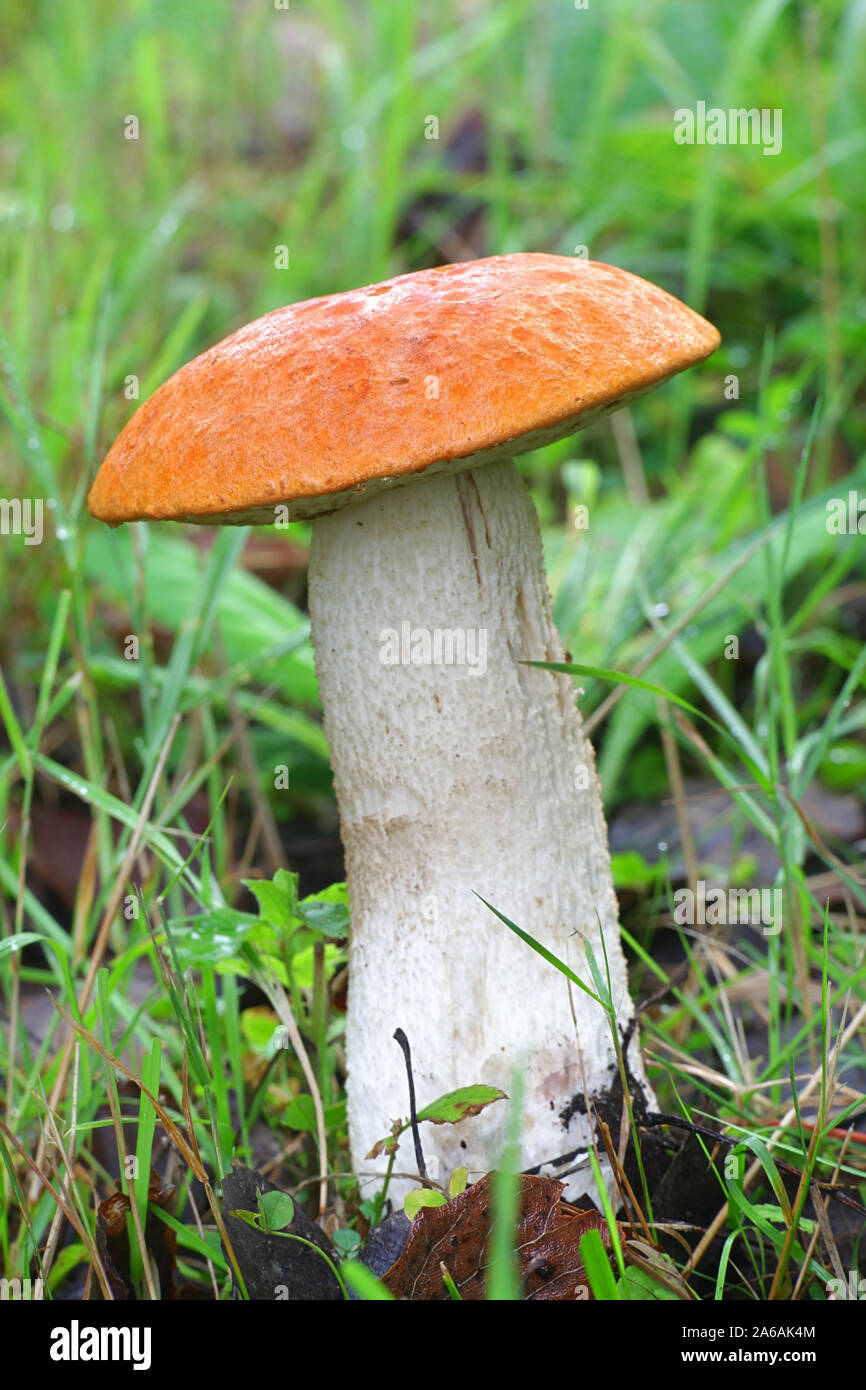 Orange red mushroom hi-res stock photography and images - Alamy