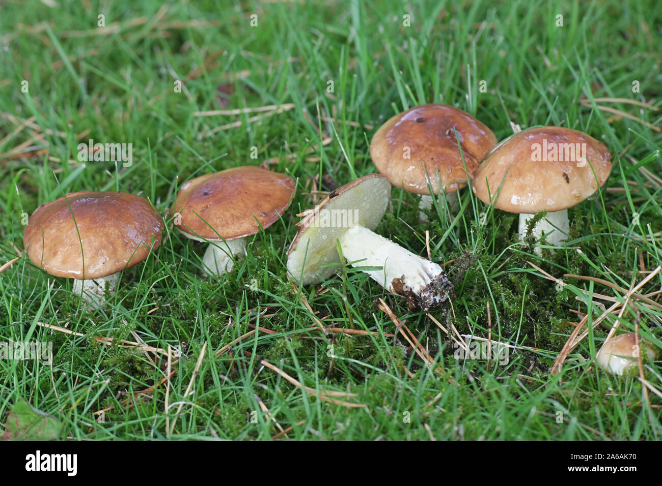 Suillus granulatus, known as the weeping bolete or the granulated ...