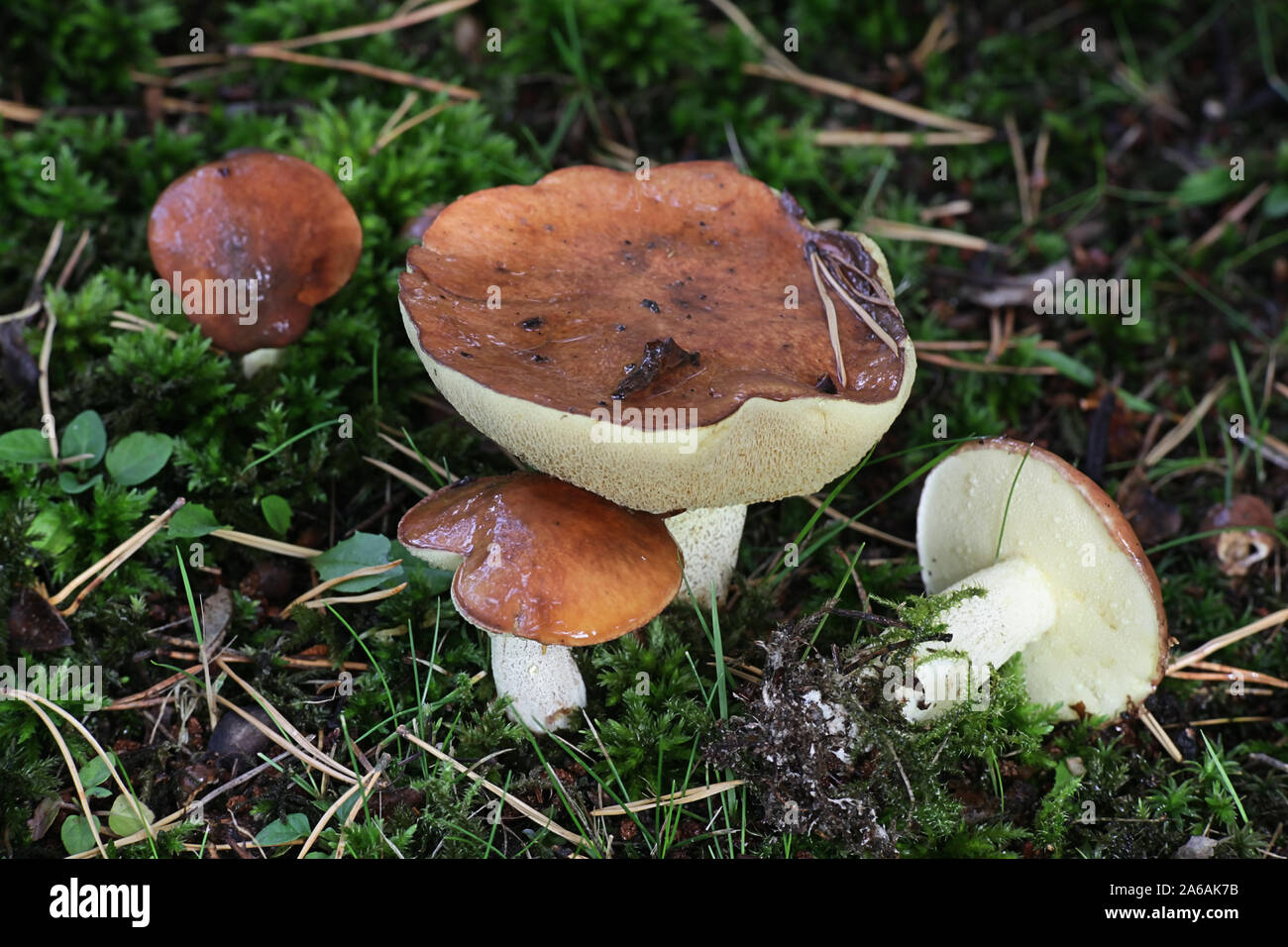 Suillus granulatus, known as the weeping bolete or the granulated ...