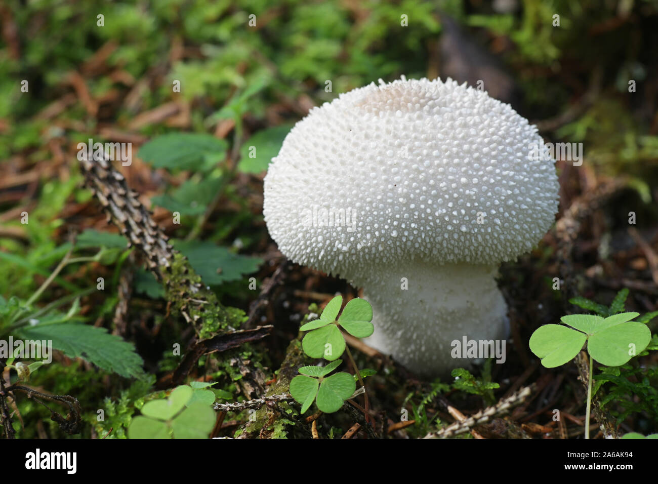 Lycoperdon perlatum, known as the common puffball, warted puffball, gem ...