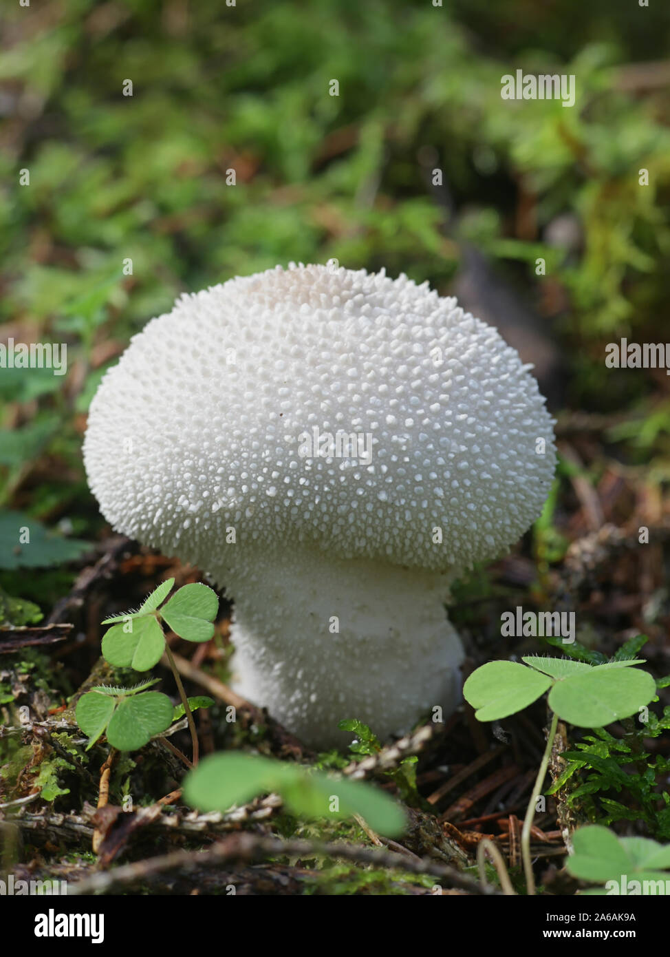 Devils mushroom hi-res stock photography and images - Alamy
