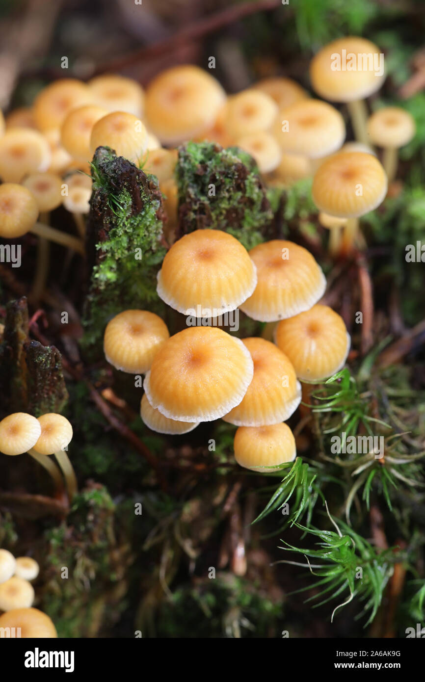 Xeromphalina campanella, known as the golden trumpet and the bell ...