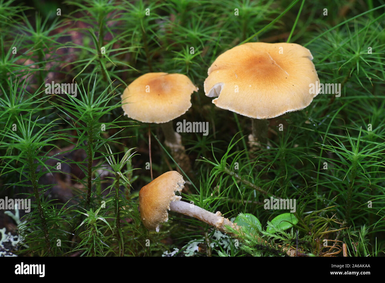 Lepiota amianthinum hi-res stock photography and images - Alamy