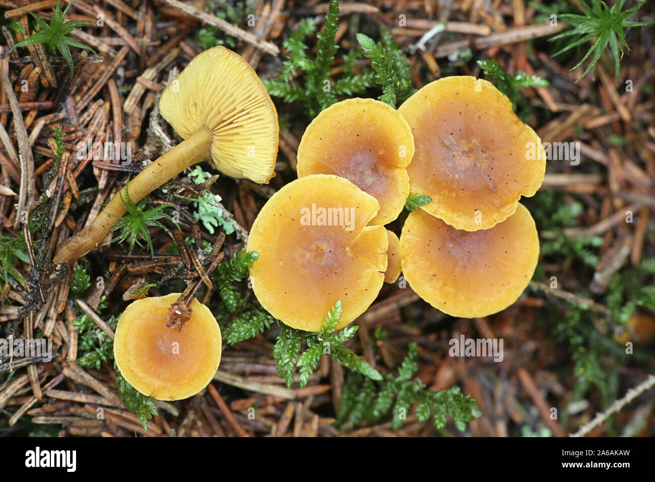 Rugosomyces chrysenteron, known as Yellow Domecap, wild mushroom from ...