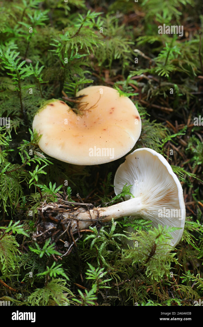Clitocybe flaccida hi-res stock photography and images - Alamy