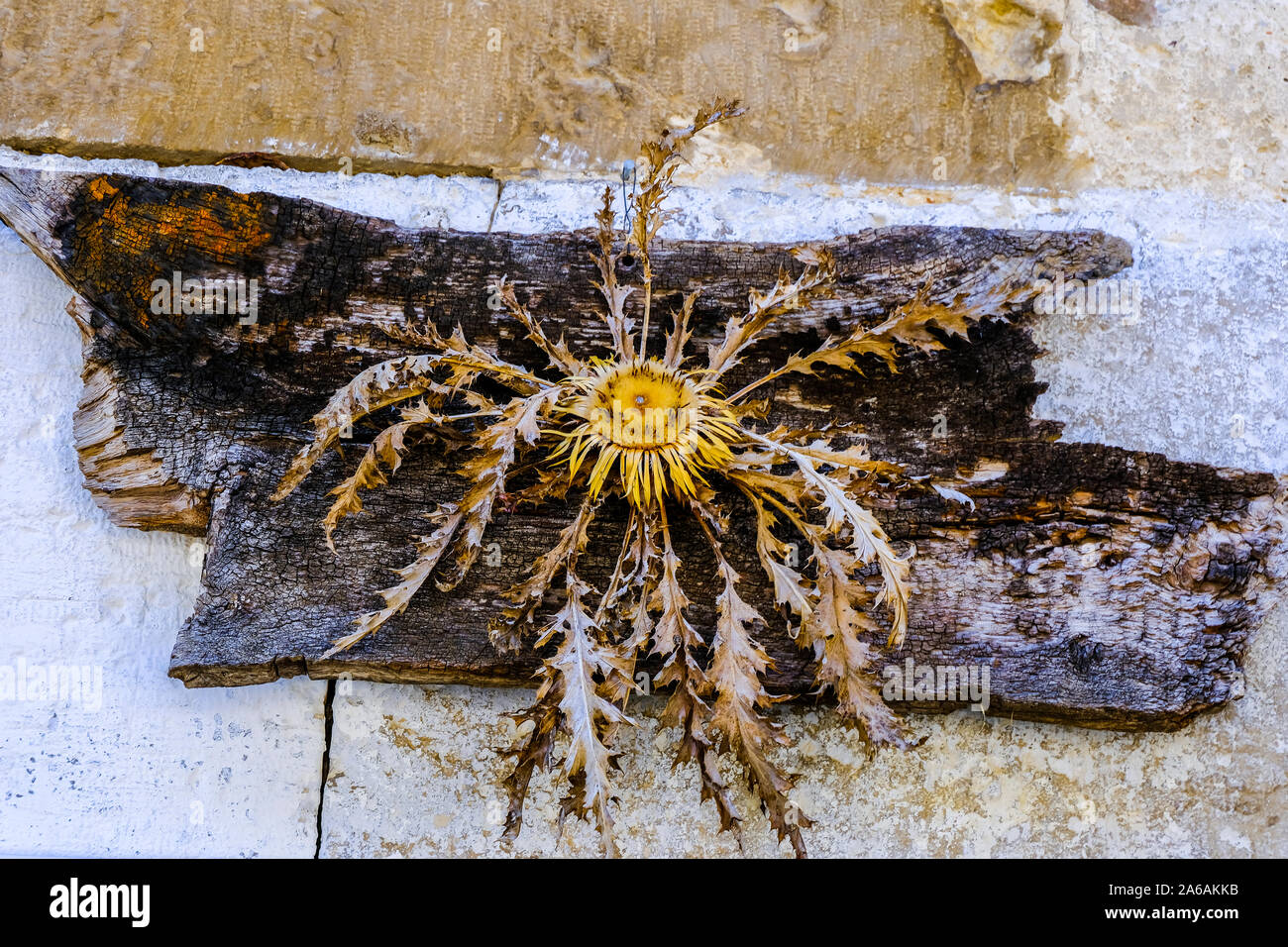 Basque flower hi-res stock photography and images - Alamy