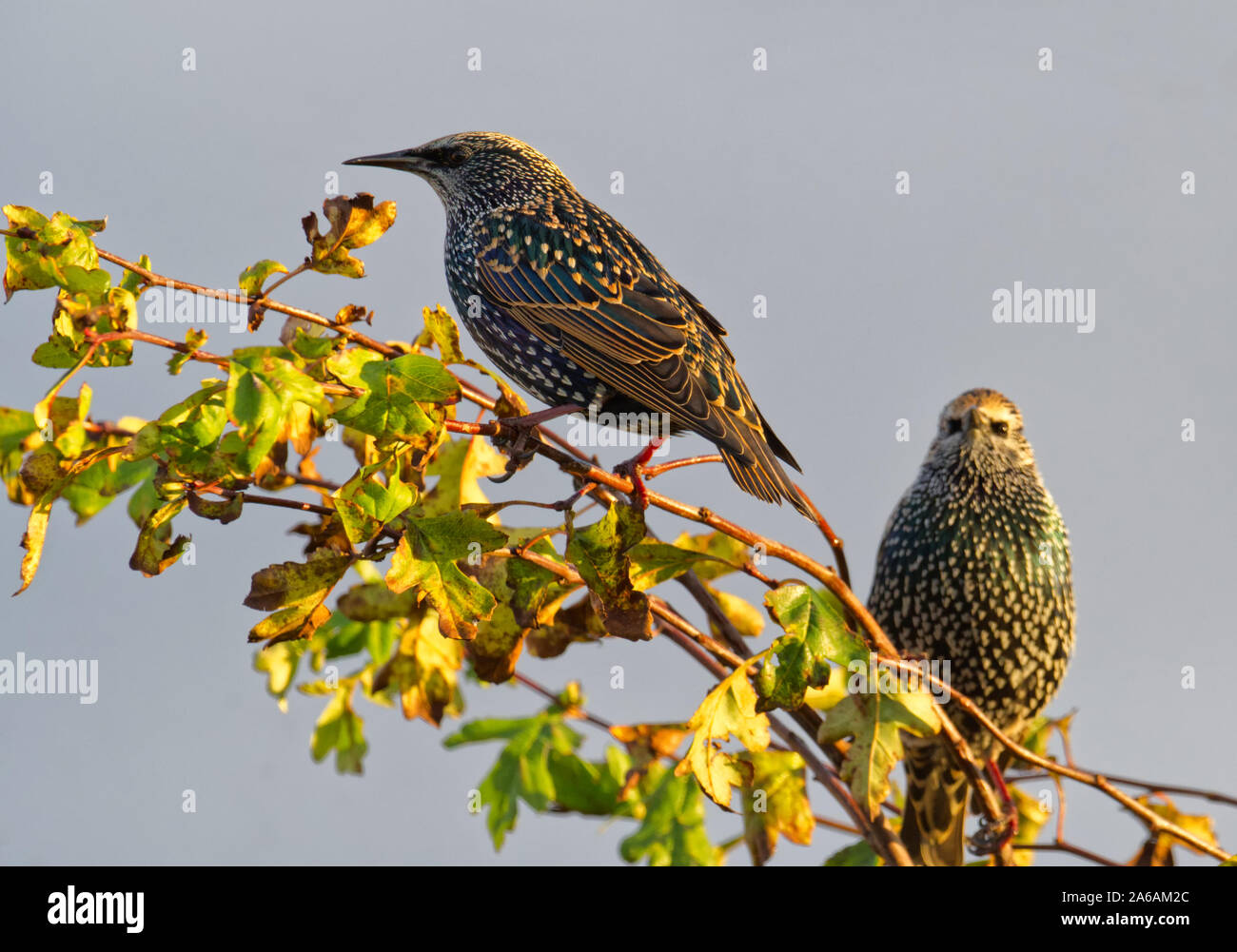 Juvenile common starling hi-res stock photography and images - Alamy
