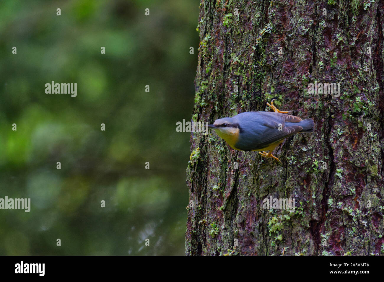Front facing nuthatch hi-res stock photography and images - Alamy