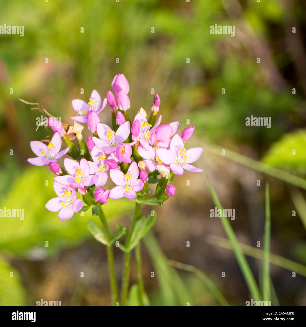 Lesser Centaury (Centaurium pulchellum), Cherry Hinton Chalk Quarries ...