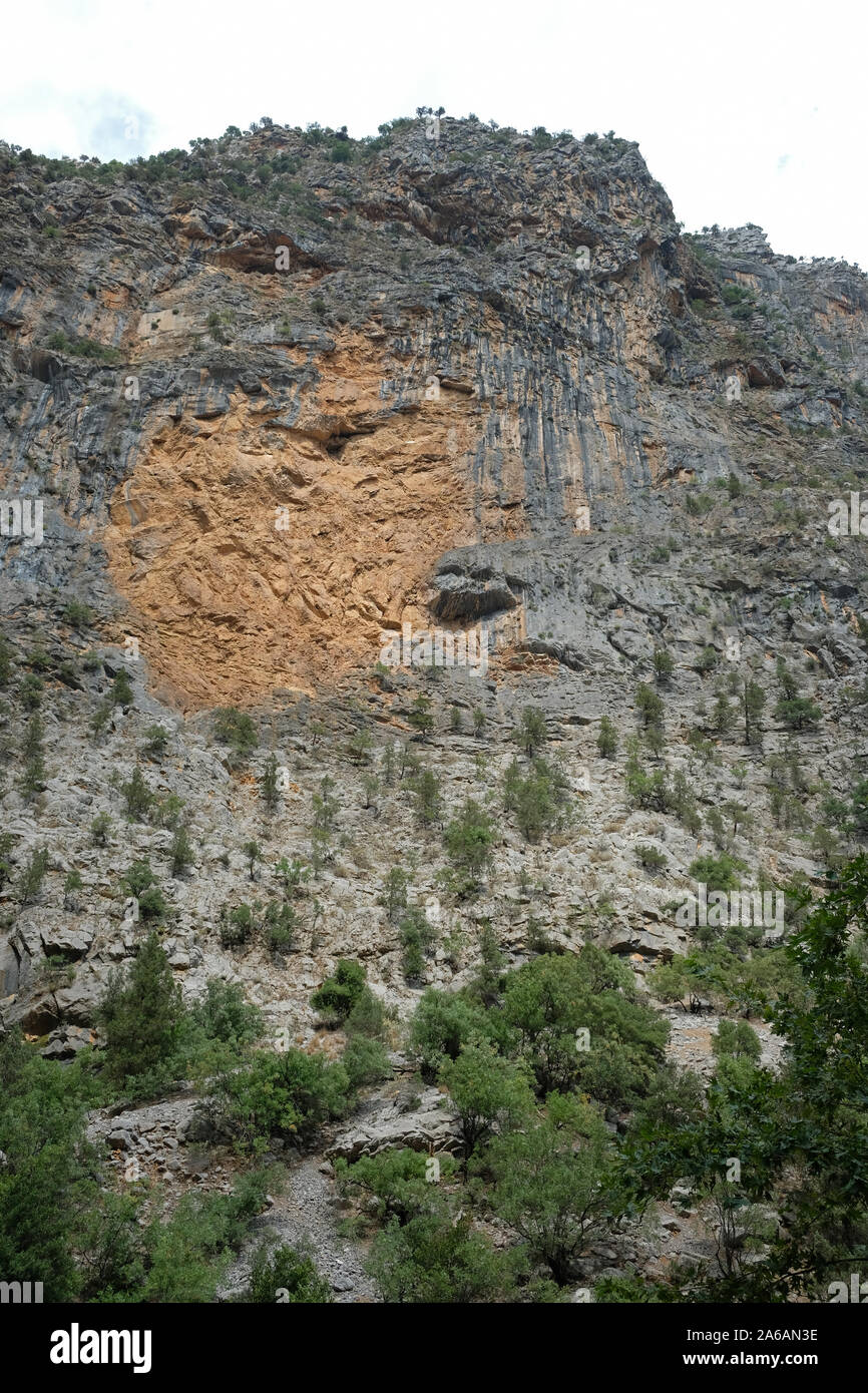 Trees grow naturally on hi-res stock photography and images - Alamy