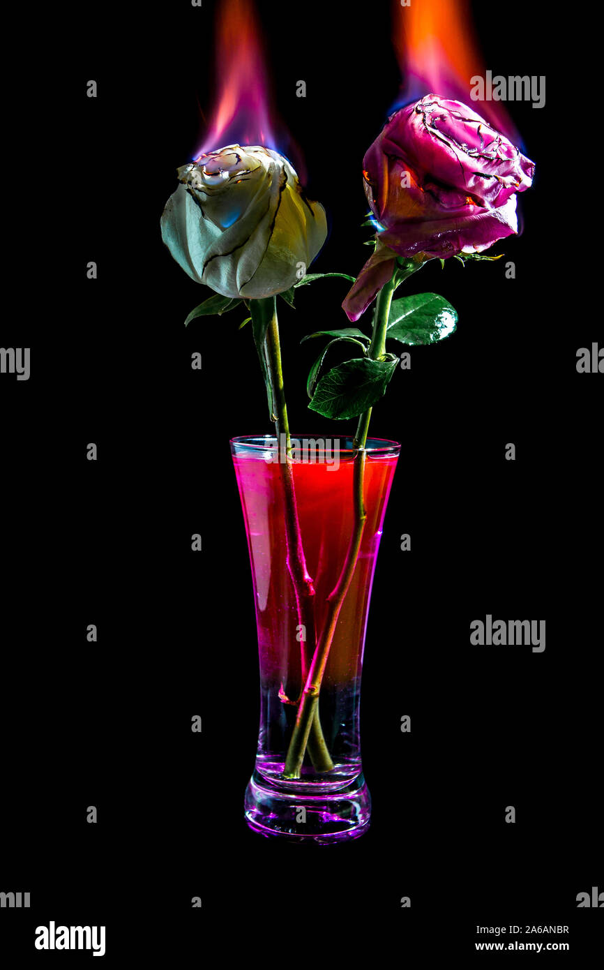 Tulip fire hi-res stock photography and images - Alamy