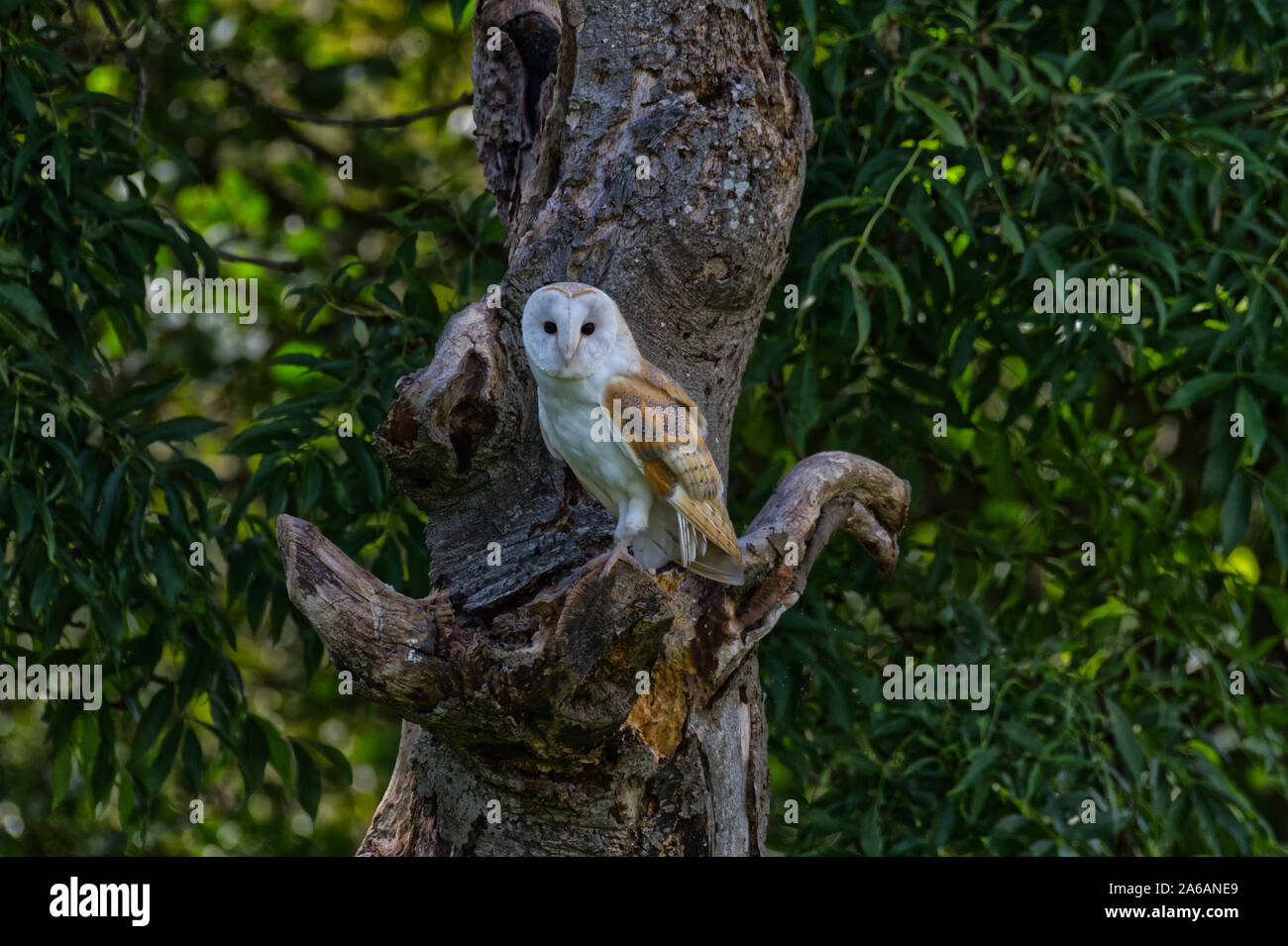 Common owl front face hi-res stock photography and images - Alamy