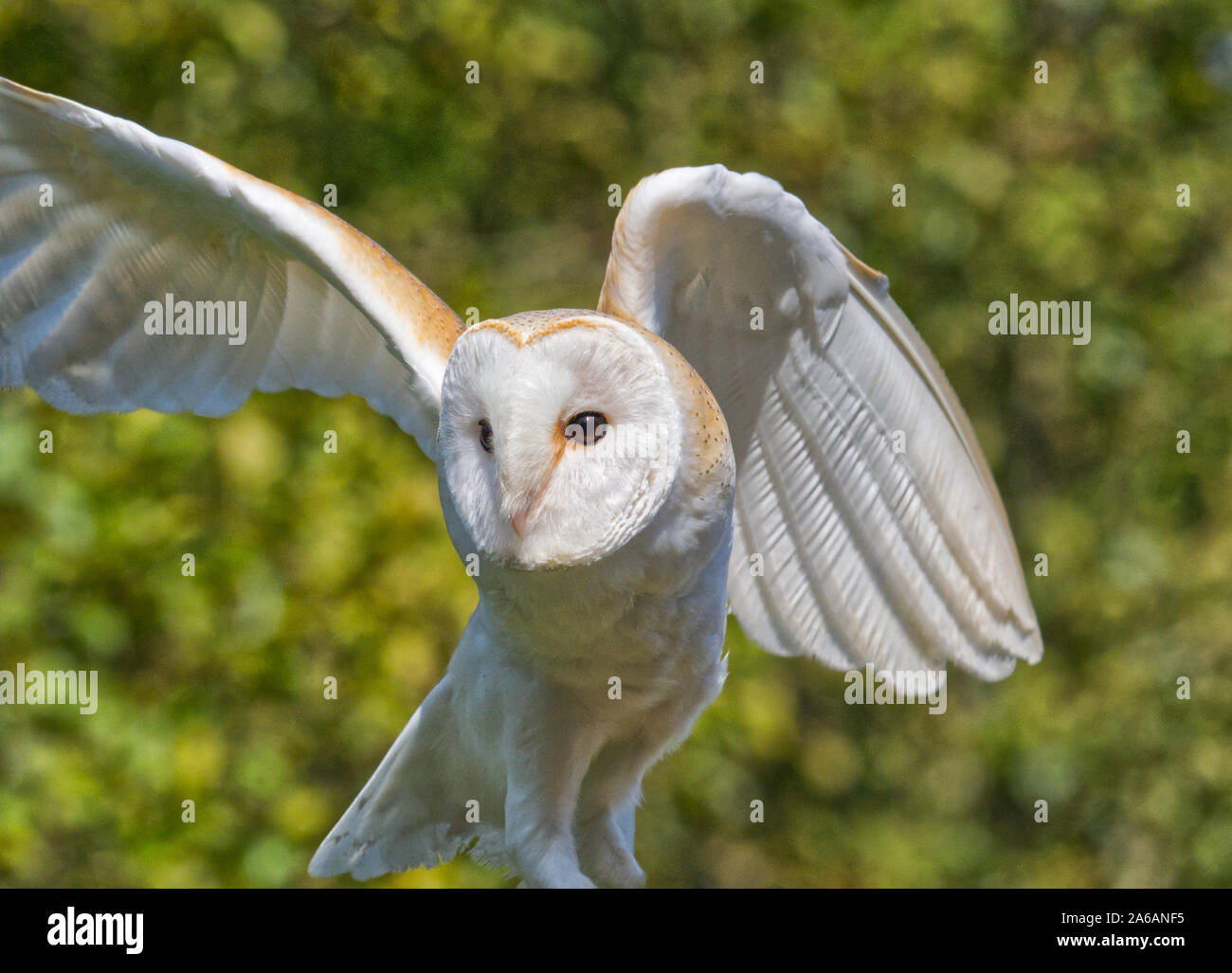 Common owl front face hi-res stock photography and images - Alamy