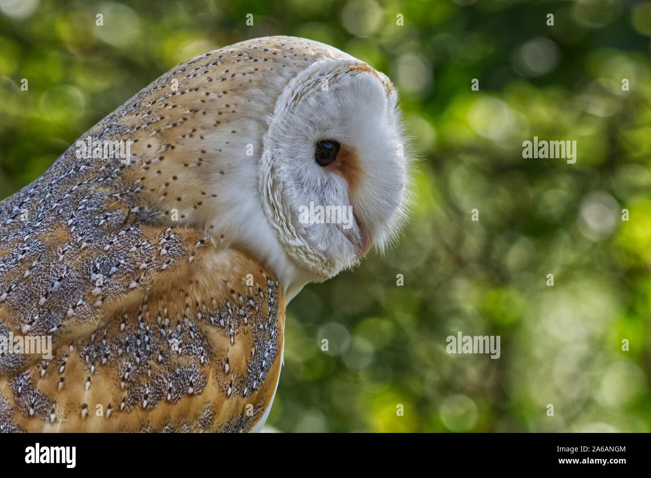 Common owl front face hi-res stock photography and images - Alamy