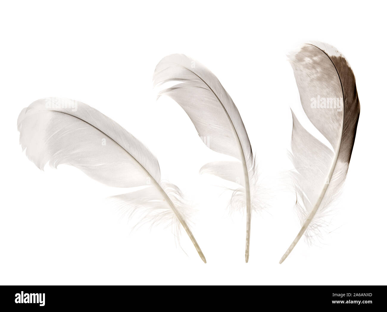 Bird feathers isolated on white background Stock Photo - Alamy