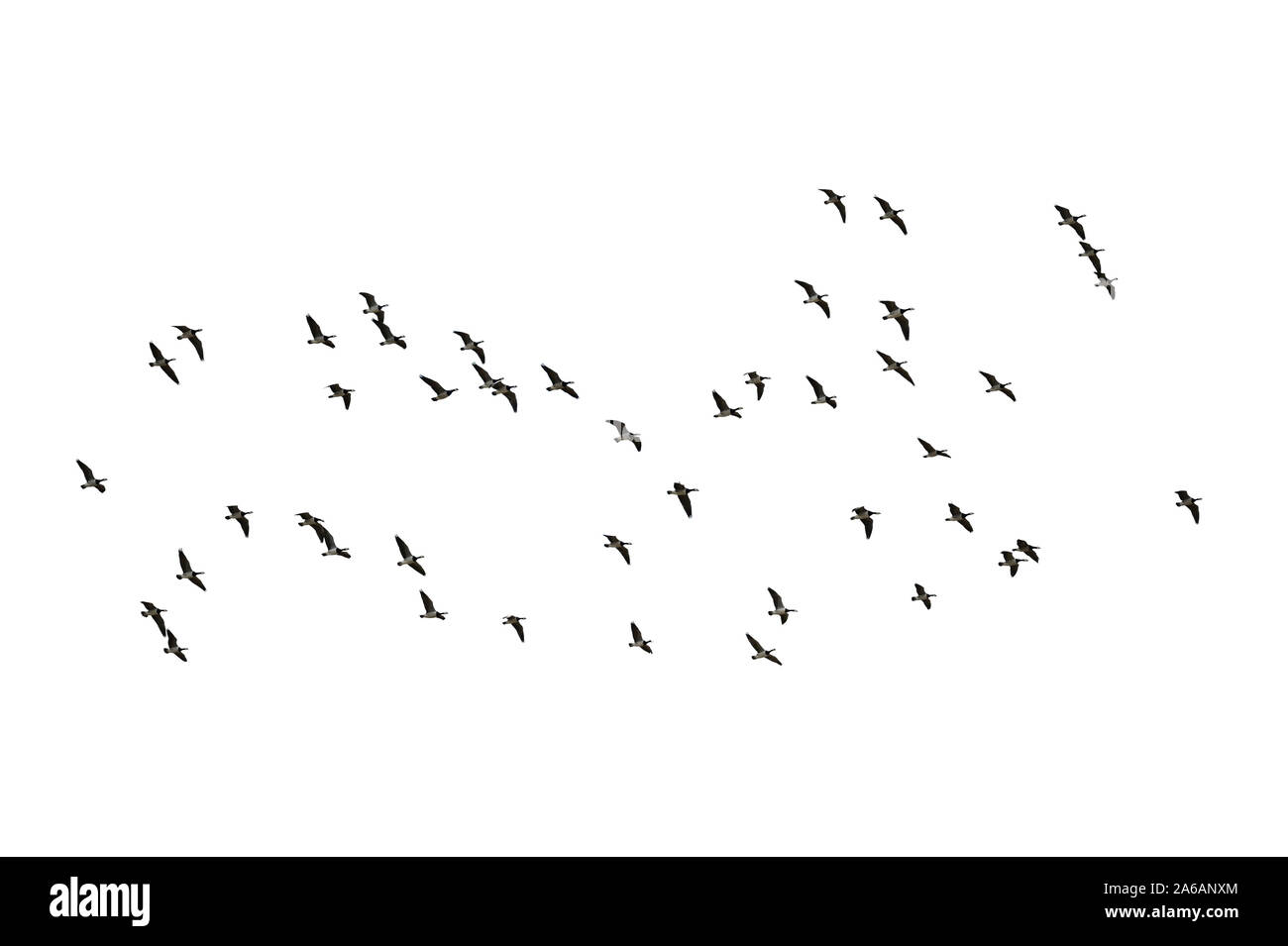 Flying barnacle geese Cut Out Stock Images & Pictures - Alamy