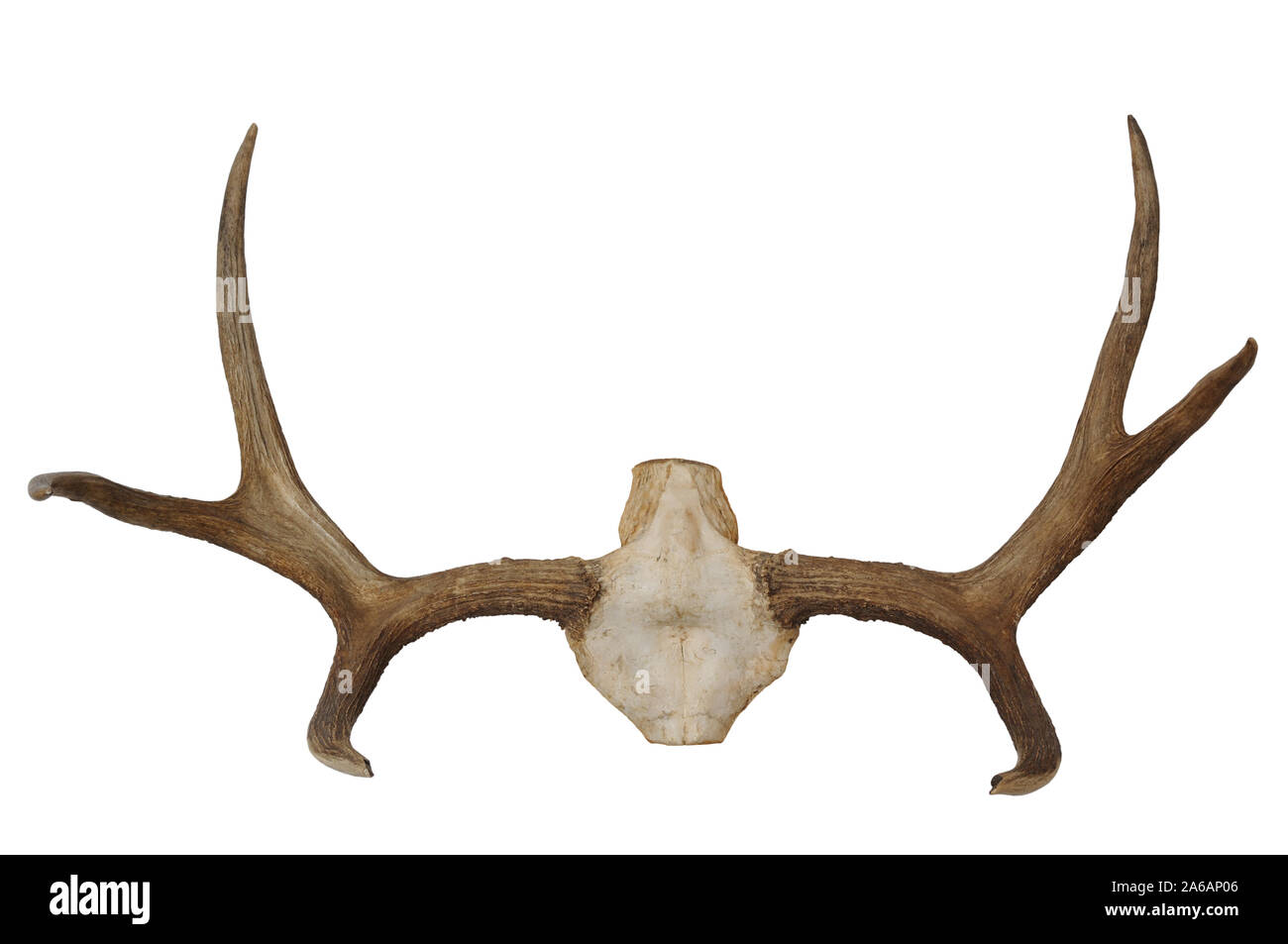Natural antlers Cut Out Stock Images & Pictures - Alamy