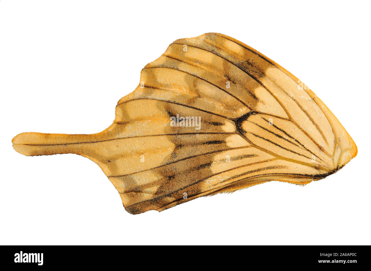 Butterfly wing patterns hi-res stock photography and images - Alamy