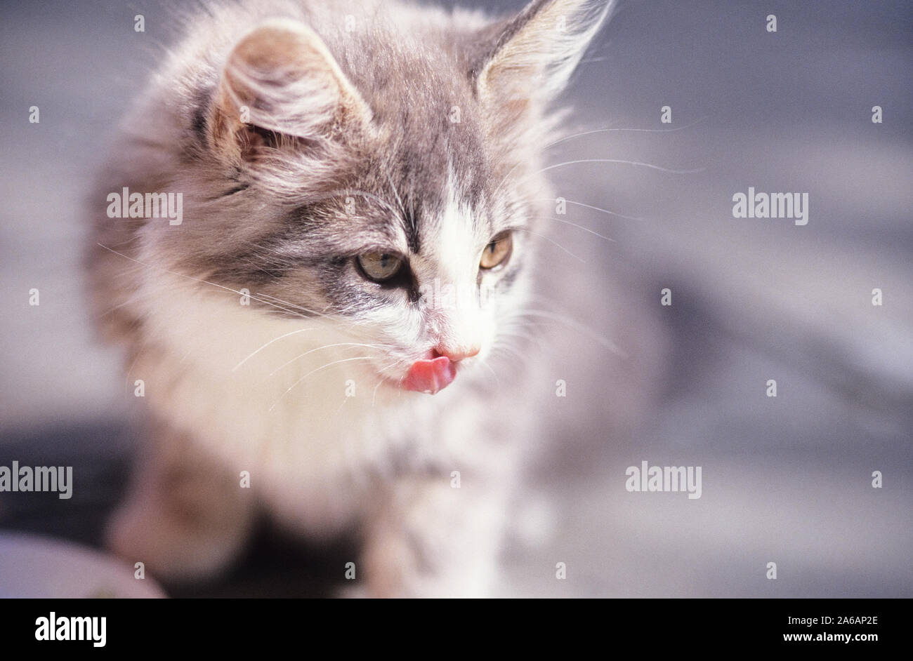 Kitten smacking its lips. Focus on tongue, shallow depth of field ...