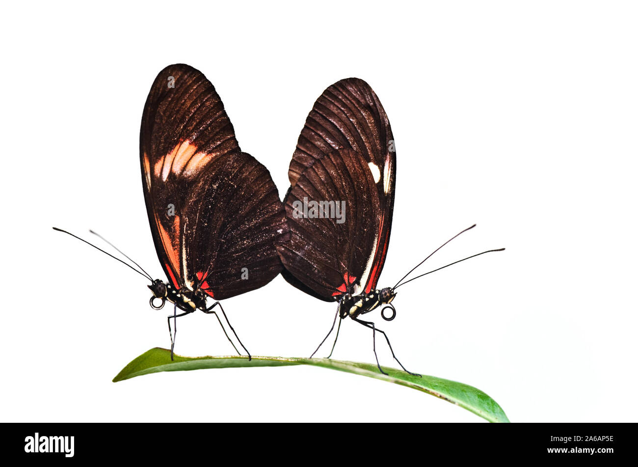 Heliconius butterflies Cut Out Stock Images & Pictures - Alamy
