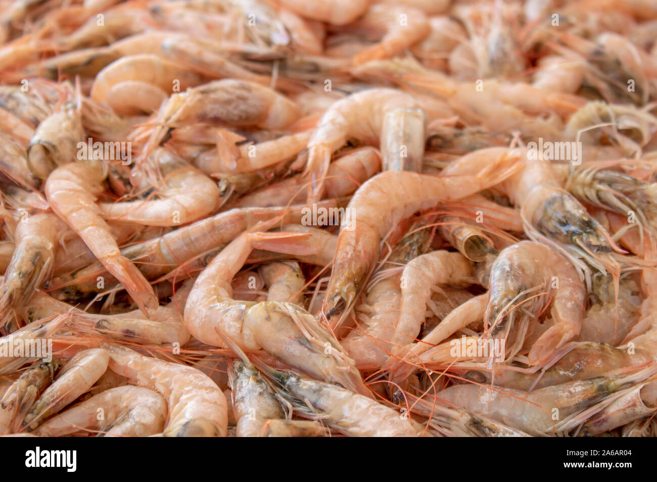 Shrimp mustache hi-res stock photography and images - Alamy