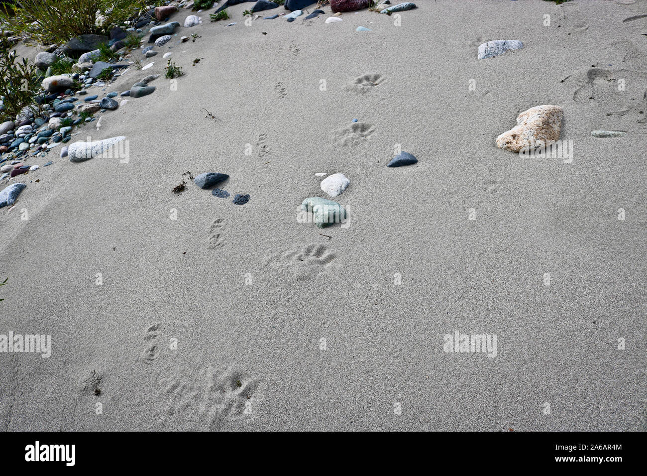 Tracks of a bear and a bear cub on river sand. Taiga, Siberia, Russia ...