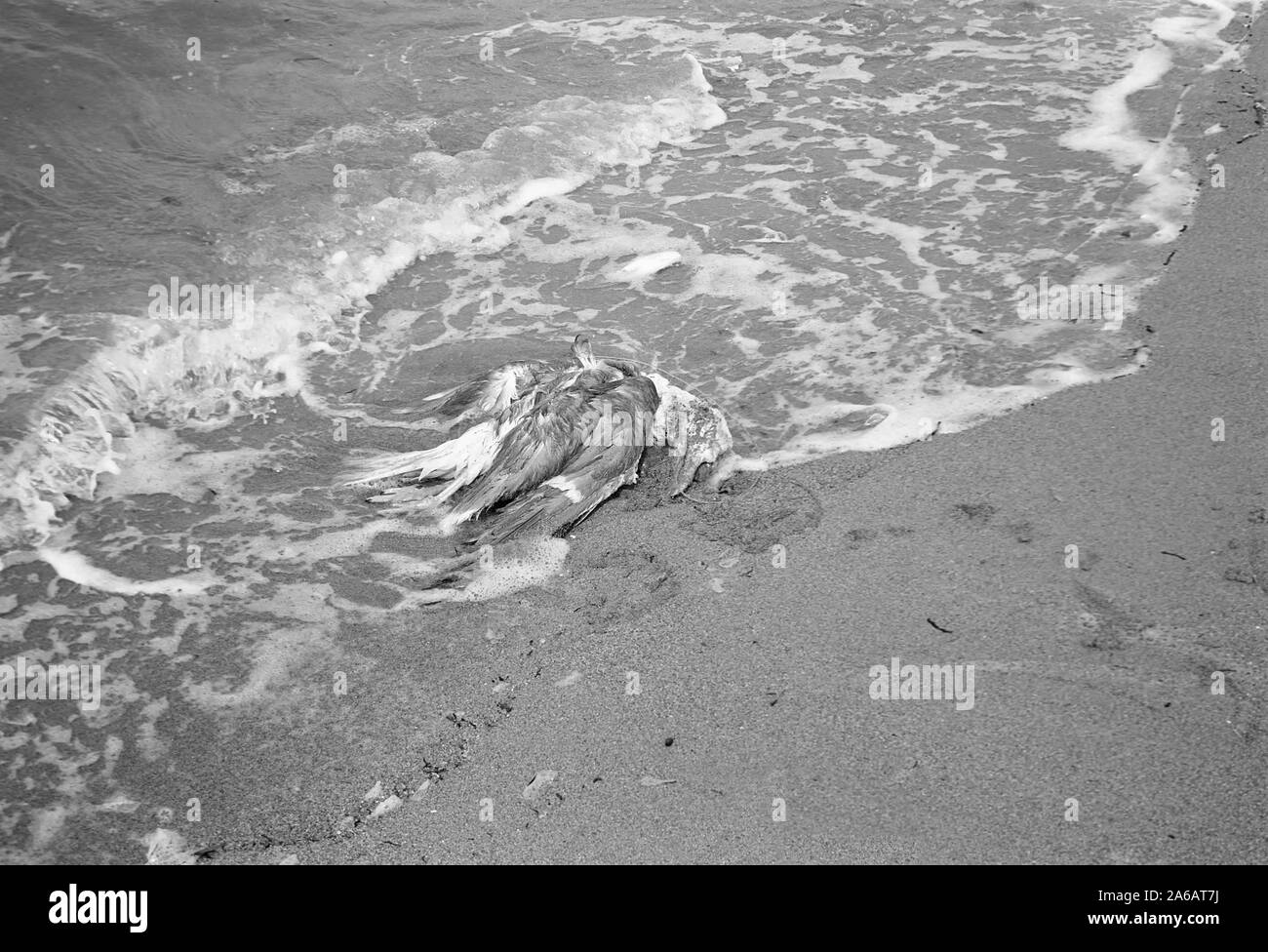 Strangled bird hi-res stock photography and images - Alamy