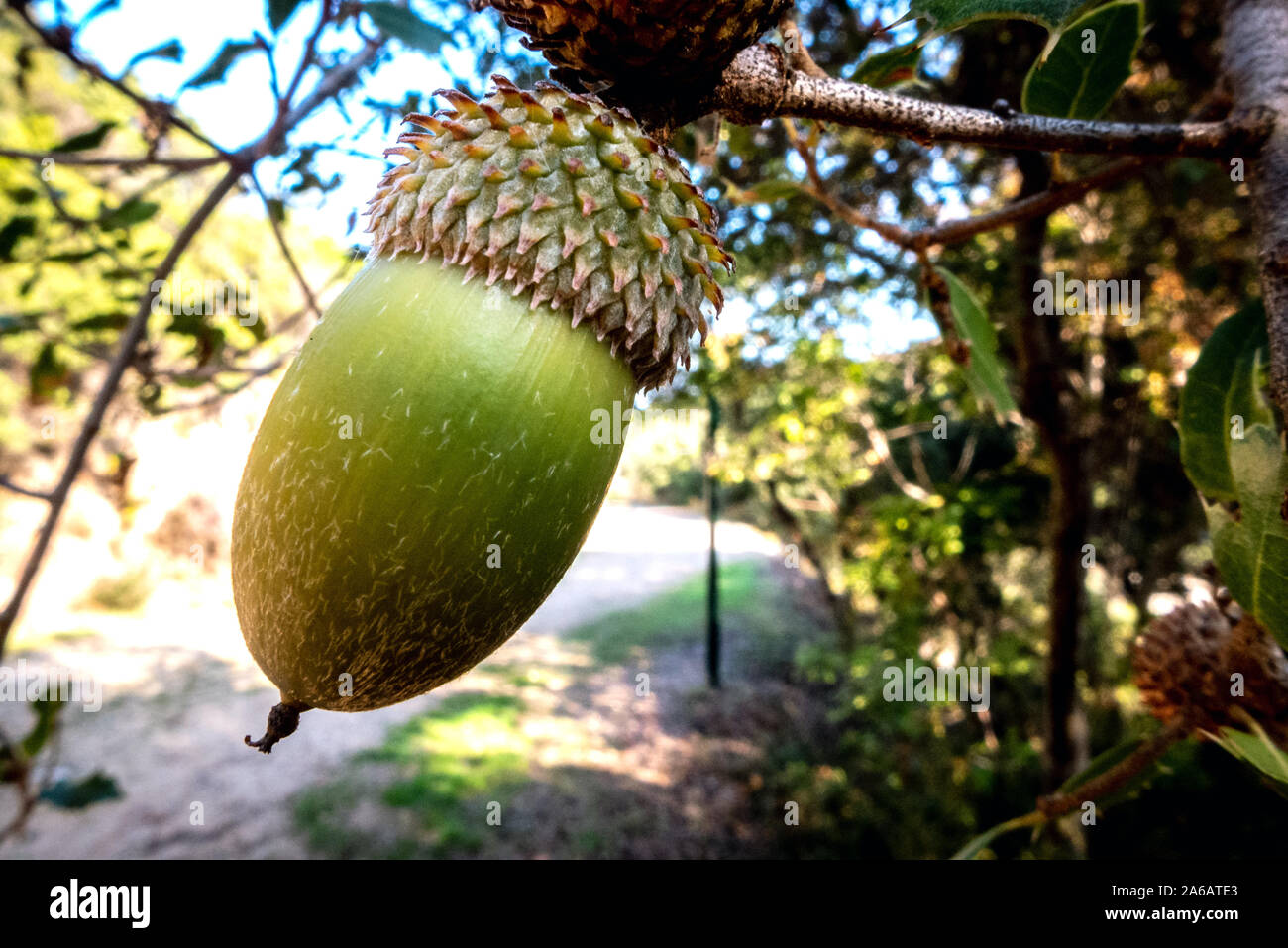 Acorn Olympiada, Chalkidiki, Greece Stock Photo - Alamy