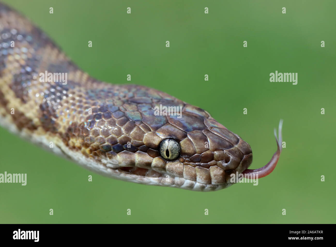 Stimson's Python flichereing it's tongue Stock Photo - Alamy