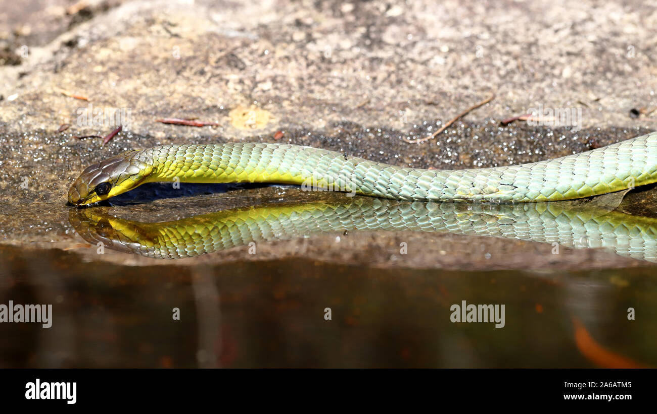 Snake water drink hi-res stock photography and images - Alamy