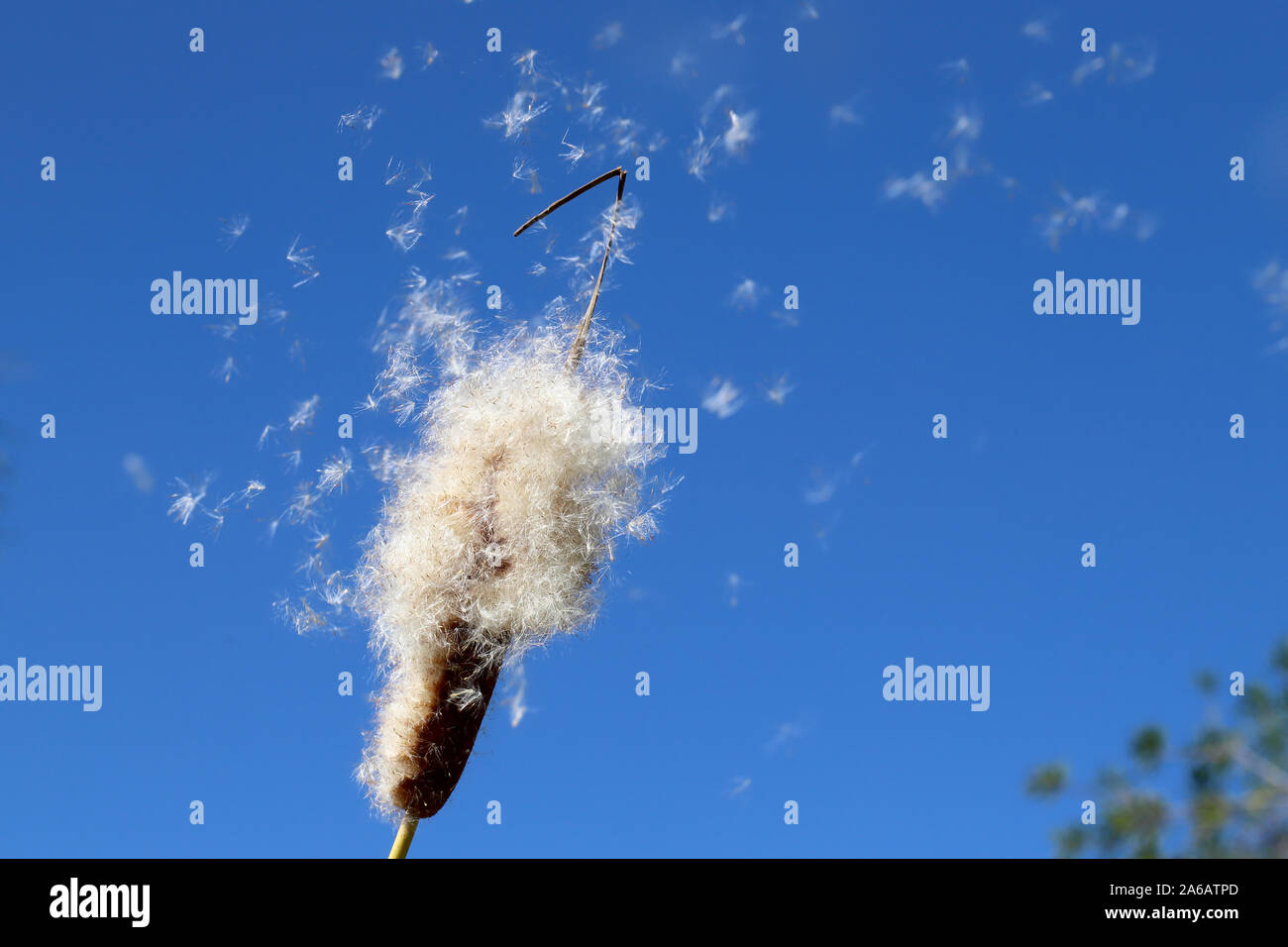 Bullrush in seed hi-res stock photography and images - Alamy