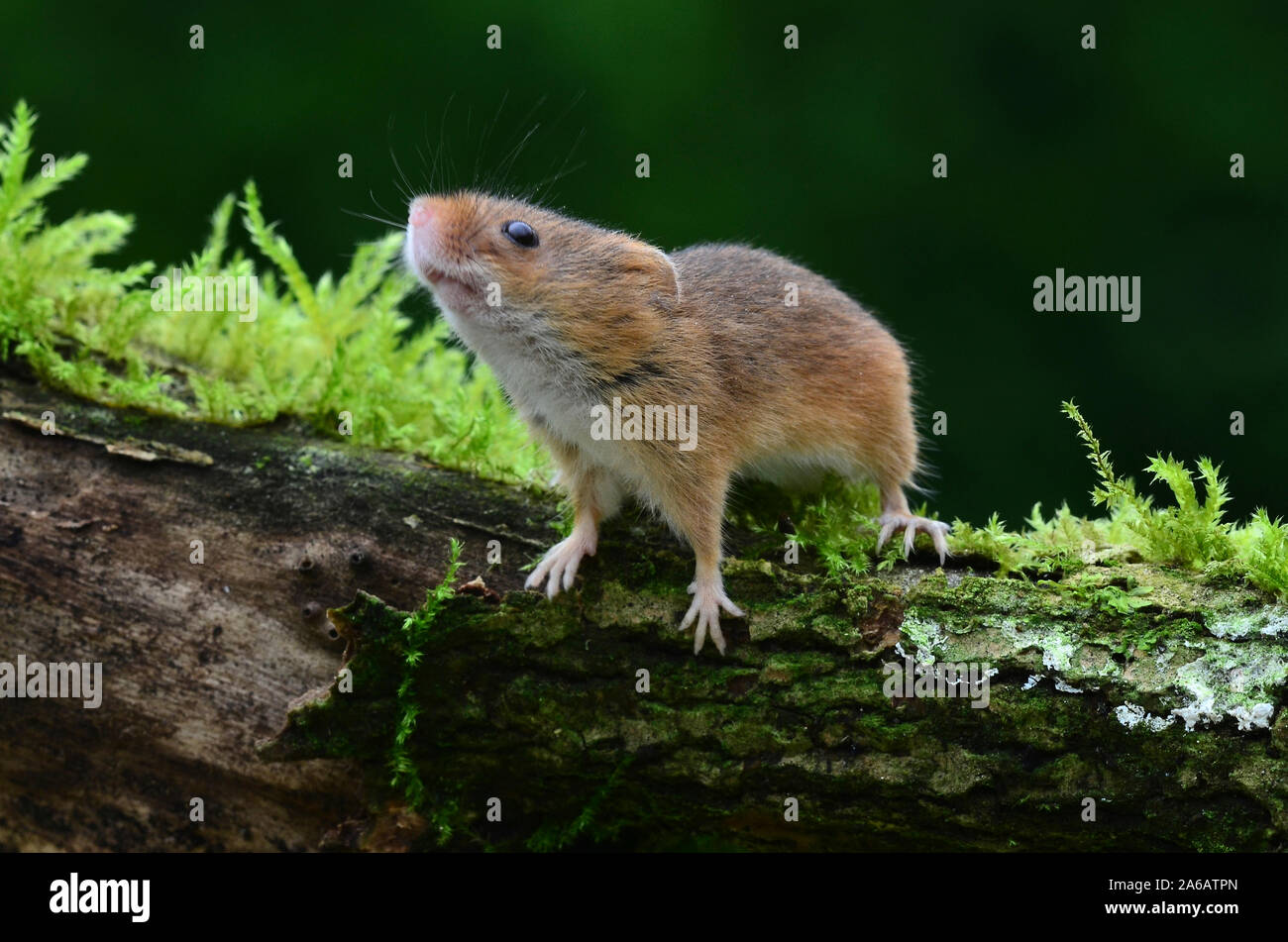 Small mouse hi-res stock photography and images - Alamy