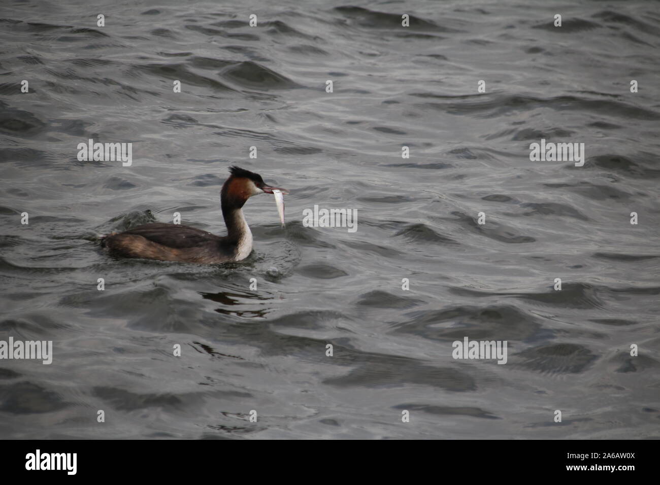 Grebe eating a fish hi-res stock photography and images - Alamy