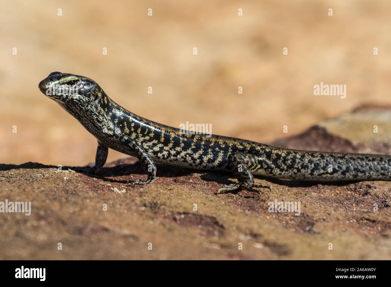 Eastern skink hi-res stock photography and images - Alamy