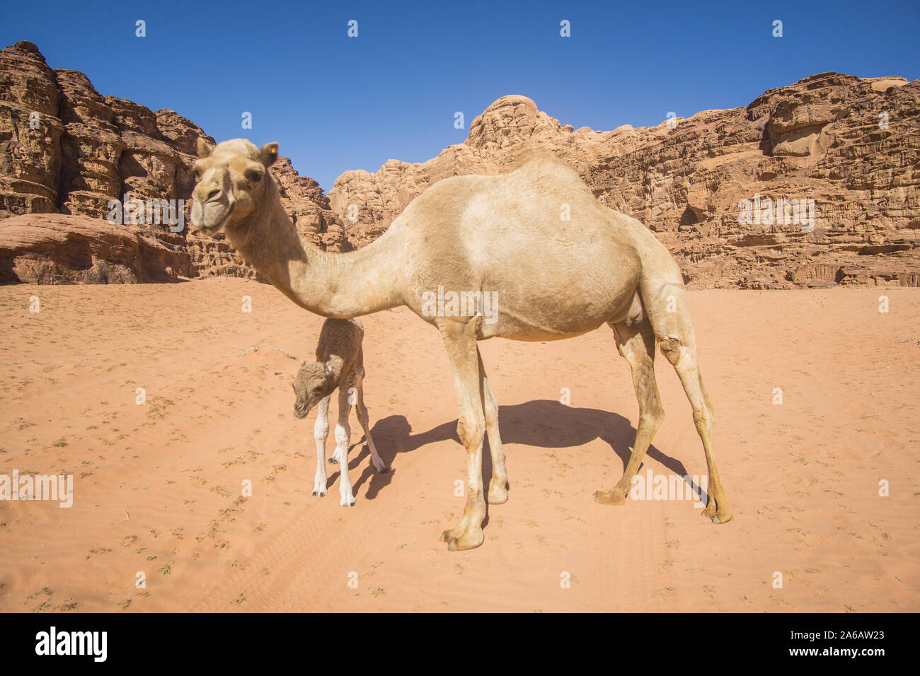 Camels in a beautiful day at the Jordanian desert of Wadi Rum. wide ...