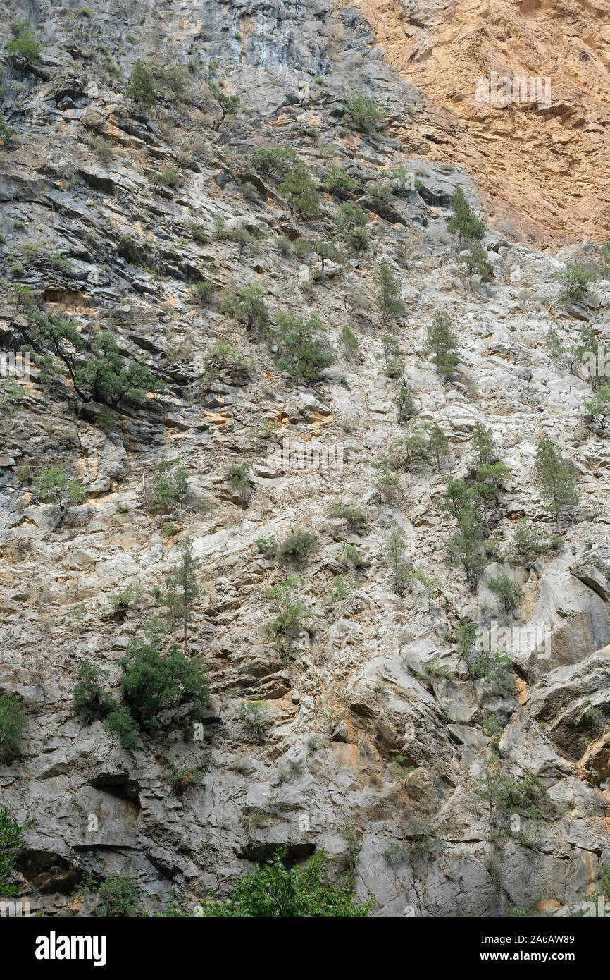 Plants that grow naturally on rocky cliffs in Antalya Stock Photo - Alamy