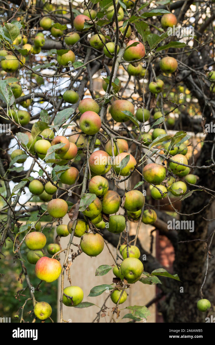 Apple trees in an orchard, with apples ready for harvest Stock Photo ...